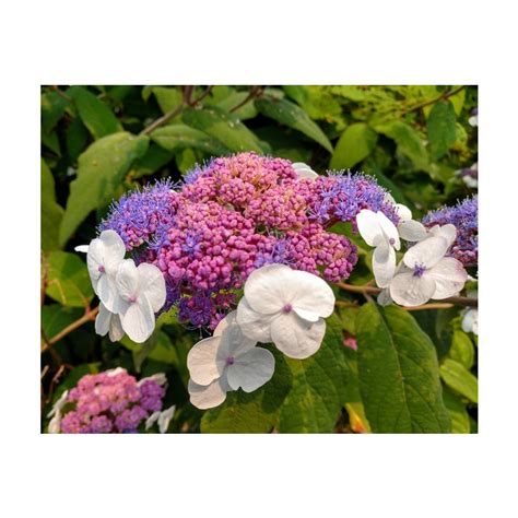 Hydrangea Aspera Var Macrophylla Rough Leaf Hydrangea Broken Arrow Nursery