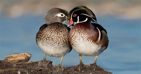 Wood Duck Identification All About Birds Cornell Lab Of Ornithology