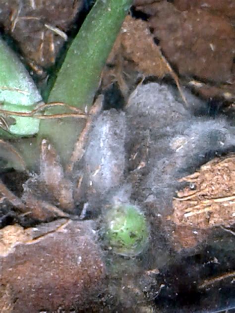 Is Anyone Interested In Trichoderma As Beneficial Fungus