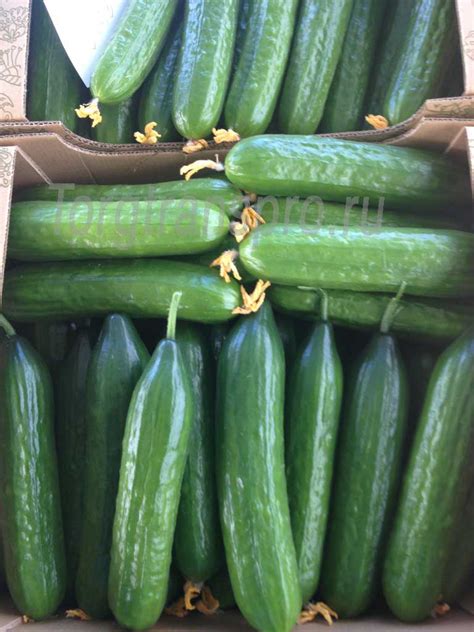 Купить огурцы оптом куплю огурцы оптом от производителя