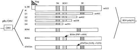 Schematic Diagram Of Wild Type C Terminal Truncations Internal