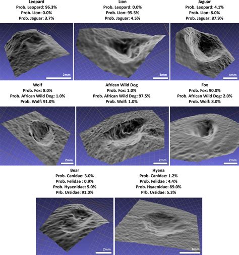 Example Of Tooth Pit Classifications Using Neural Support Vector