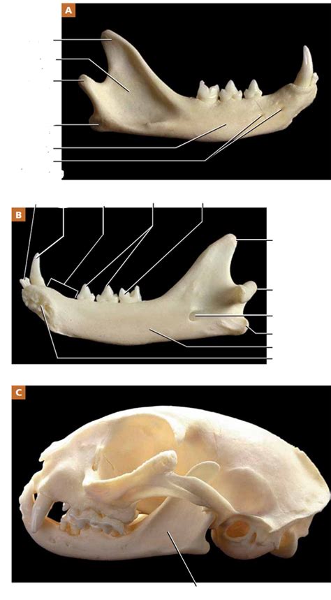 Mammal Lower Jaw Ch 53 P 417 Diagram Quizlet