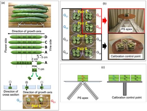 Preparation And Placement Of Biosensors A The Process Of Preparing Download Scientific