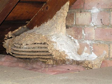 How To Get Rid Of Wasps In Your Attic Attic Projects