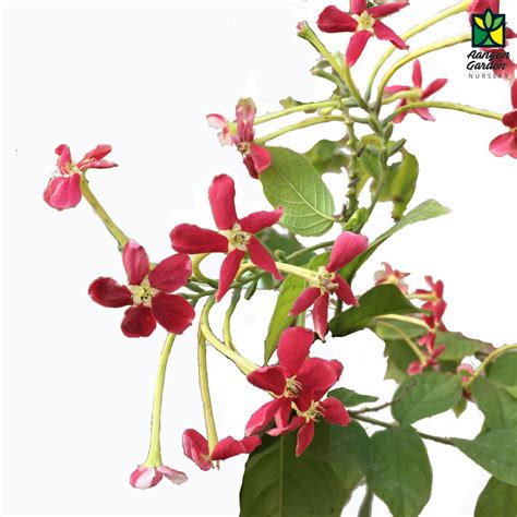 Madhumalti Rangoon Creeper Combretum Indicum Order Online