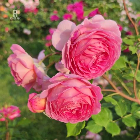 Roses Abc Our Top 100 Roses