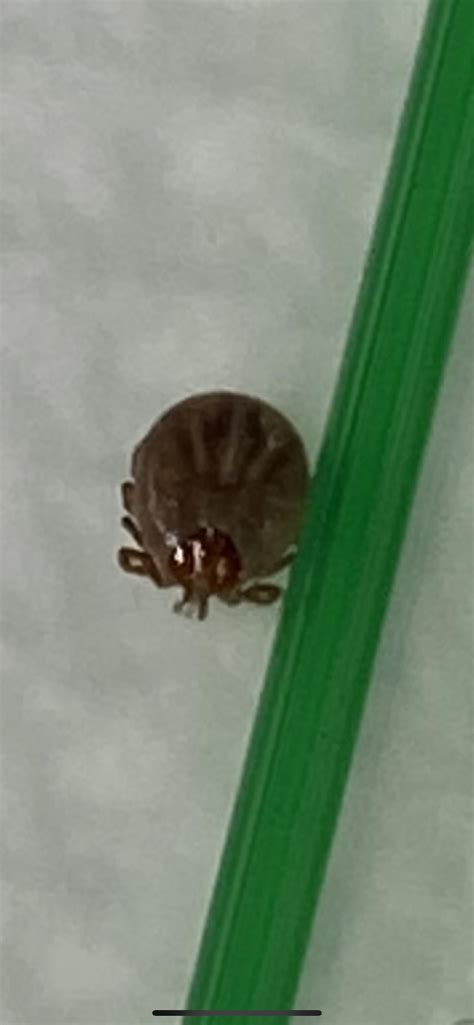 Southern New Jersey Found Imbedded In My Shoulder In Bed What Kind Of Tick Is This R Insects