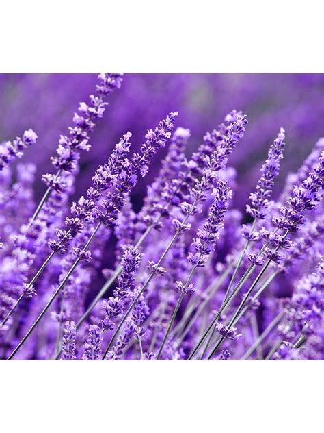 Лавандовая палитра в интерьере Collection Design Ru