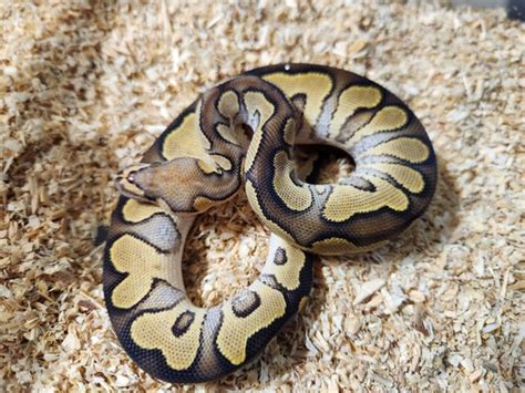 Ghi Clown Ball Python By Genetics Lab Reptiles