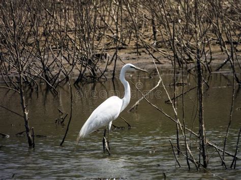 A White Heron Stands In A Wetland Stock Image Image Of Wetland