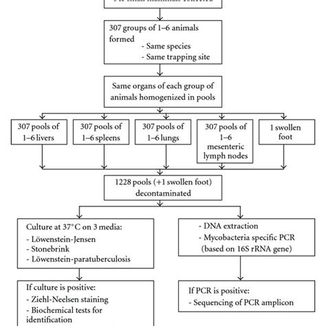 Flow Chart Of Pooling Procedure Download Scientific Diagram