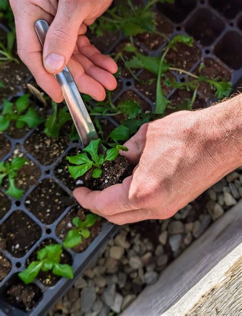 Whats Happening In My Vegetable Greenhouse The Martha Stewart Blog