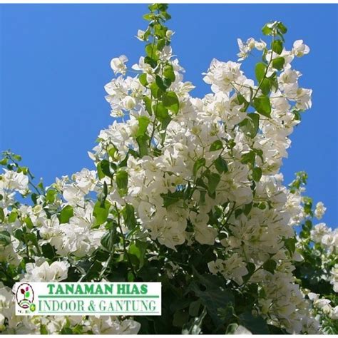 Jual Tanaman Hias Bugenvil Bunga Kertas Putih Shopee Indonesia