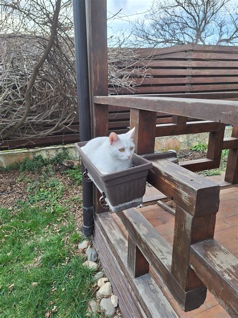 Springtime In Garden Album On Imgur Springtime In Garden Album On Imgur