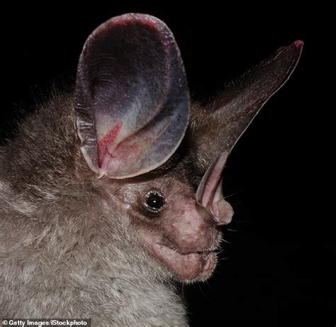 Bat Species Hearing At Alana Toomey Blog