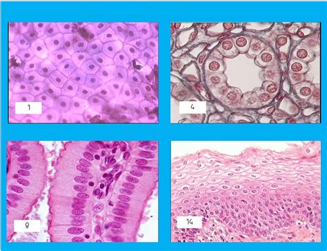 Histology Tissue Types Matching Cards Anatomy Tissues Made By Teachers