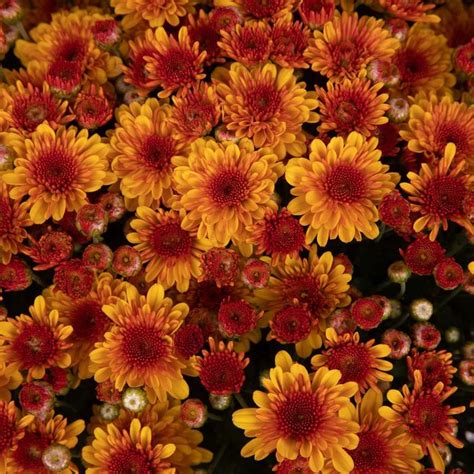 Chrysanthemum X Morifolium Melanie™ Garden Mum Garden Center Marketing