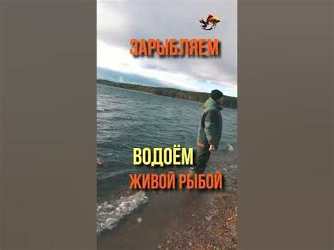 Рыбе лучше быть в воде чем лежать на пляже Рыбалка Зарыбляем дикий ...