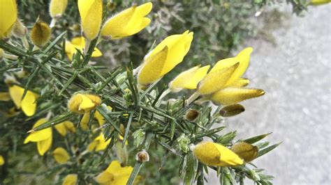 What Is A Gorse Bush Information About Flowering Gorse Shrubs