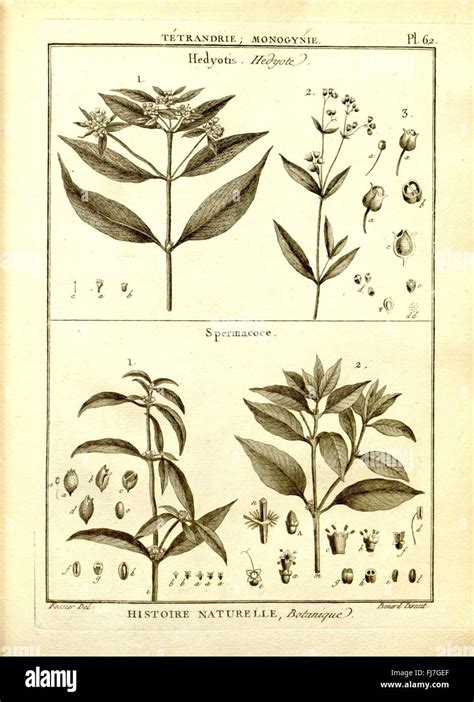 A Botanical Pictorial Reference Featuring Scientifically Illustrated