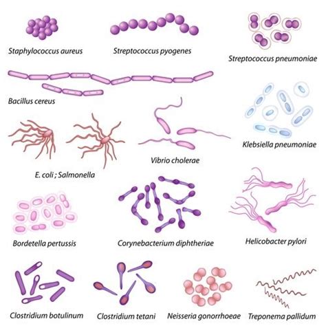 Ch 10 Identifying And Classifying Microorganisms Flashcards Quizlet