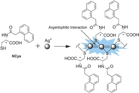 Scheme 2 Formation Of Agi Ncys Coordination Polymer Download Scientific Diagram
