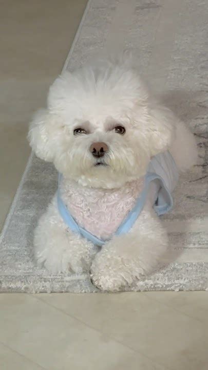 옷입는 게 싫은 민들레홀씨 비숑프리제 Youtube