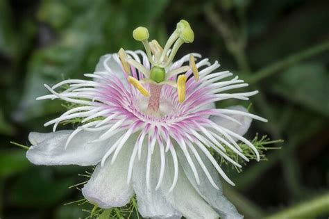 Premium Photo Passiflora Foetida Bush Passion Plant