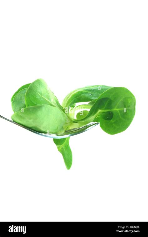 Rapunzel Salad Hi Res Stock Photography And Images Alamy