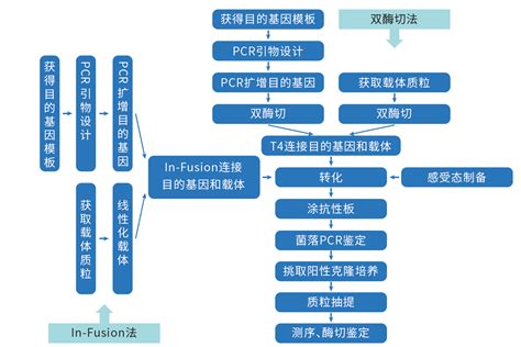 质粒载体构建 百趣生物 代谢组学 蛋白质组学 转录组测序 多组学联合分析