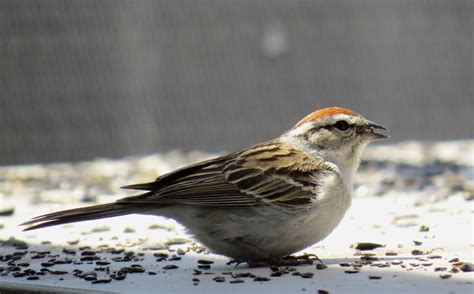 LGB S Nature Photos Chipping Sparrows