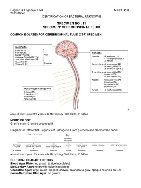 Csf Microbiology Clinical Pathology