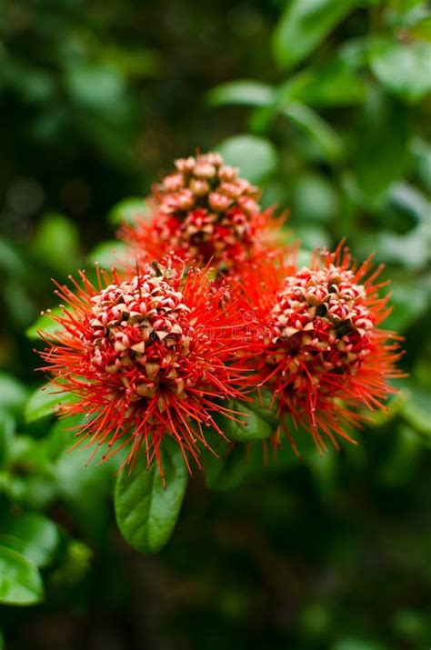 Xanthostemon Chrysanthus Stock Image Image Of Penda 71333045