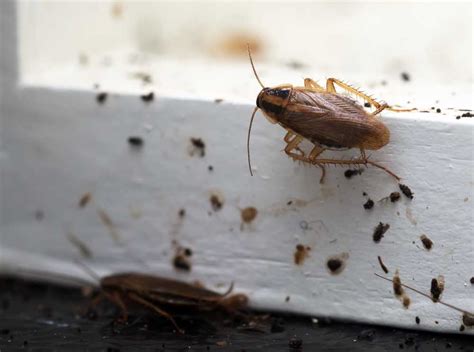 How To Get Rid Of A Roach Infestation Proven Steps That Work