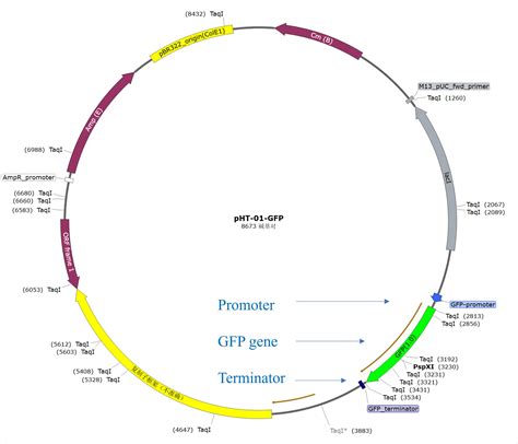 Core Design Bit Llm Igem 2025