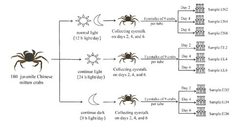 Schematic Showing The Experimental Design And Sampling Procedures For Download Scientific