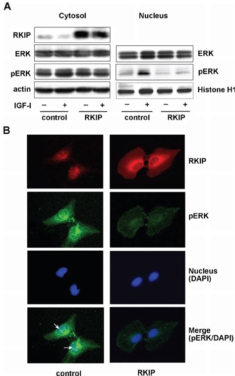 Restoration Of Rkip Levels Inhibited Phospho Erk Nuclear Accumulation