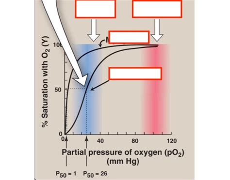 Oxygen Dissociation Curve Quiz