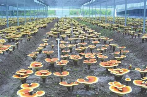 Reishi 버섯 추출물 가루 의 고품질 Reishi 버섯 추출물 가루