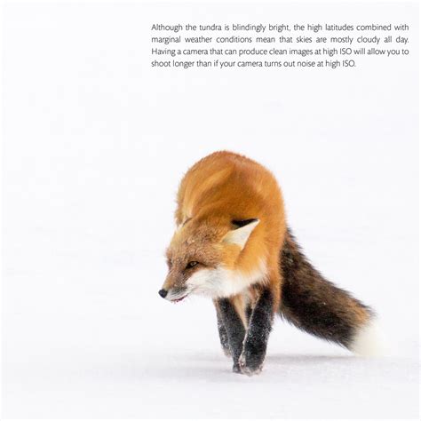 Tips For Photographing The Worlds Largest Land Predator In The Arctic