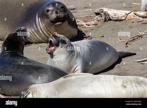 Elephant Seals Mirounga Angustirostris On The Beach Just North Of