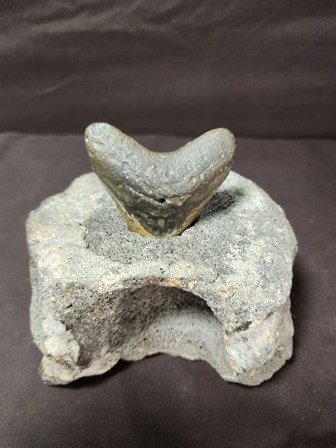 Megalodon Shark Tooth In Vertebrae Fossil Bone Prehistoric Art Etsy
