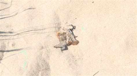 Dead Bats Washing Up On Lake Michigan Beach
