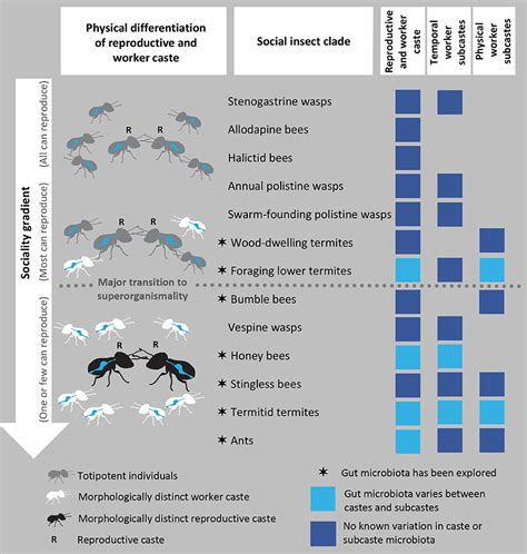 Frontiers Synergies Between Division Of Labor And Gut Microbiomes Of