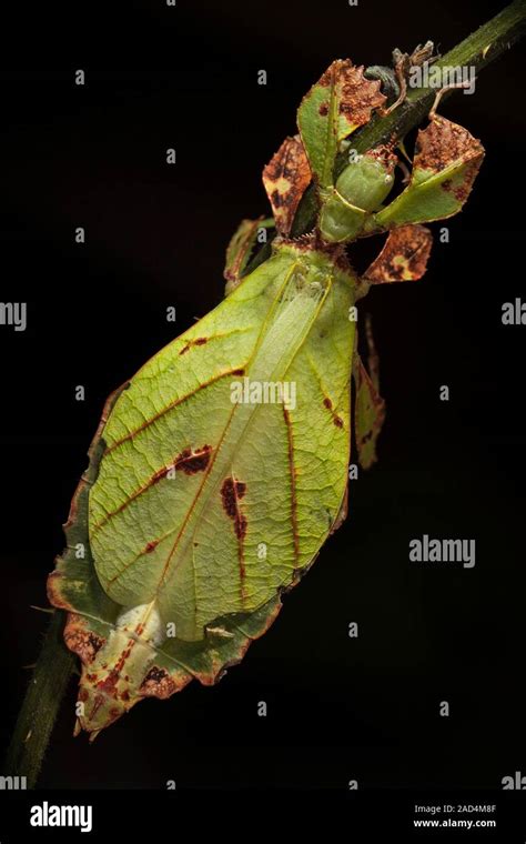 Leaf Insect Phyllium Mabantai Clinging To A Plant Stem Leaf Insects