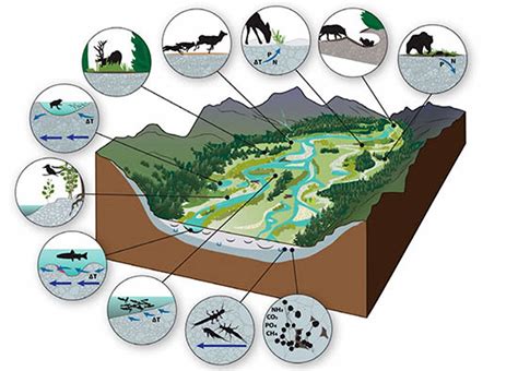 Floodplain Ecosystem And India Benefits Offered By Floodplains Of By