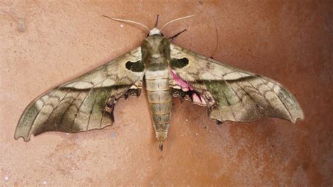 Moth Diversity In Different Cloud Forest Succession Stages Sphingidae