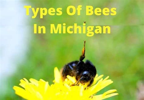 Types Of Bees In Michigan Multigardening