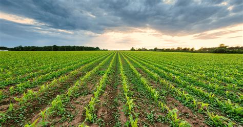 crop yield prediction with satellite data satpalda